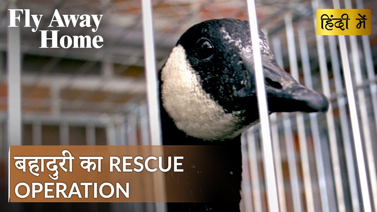 FLY AWAY HOME | Daring Rescue Scene | Hollywood Movie Scenes | Movie ...