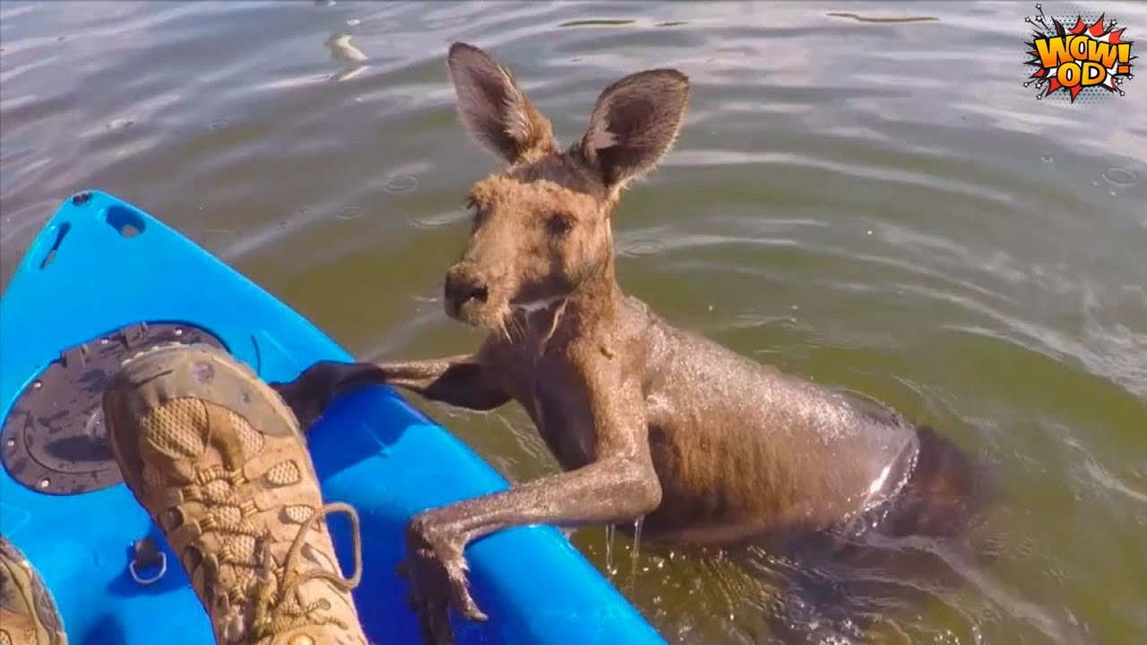 35 Acts Of Kindness Towards Animals That Asked People for Help! #17 ...