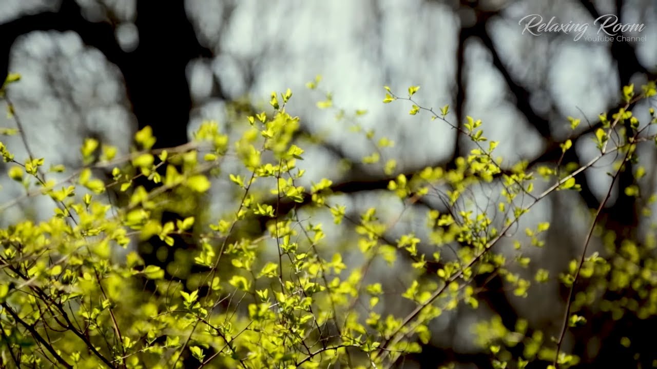 3 Hours soothing bird singing in spring in the morning, forest for ...