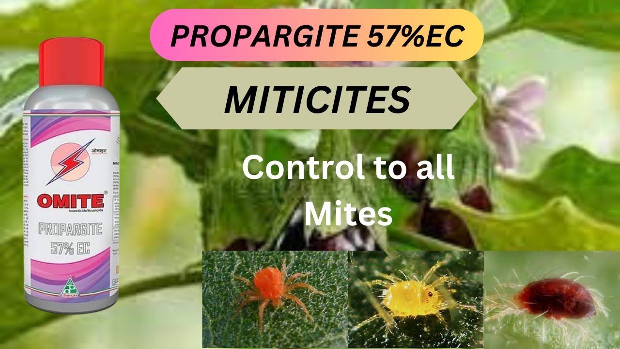 Miticides | Omite | Dhanka | Tamil | Control in all mites - YouTube