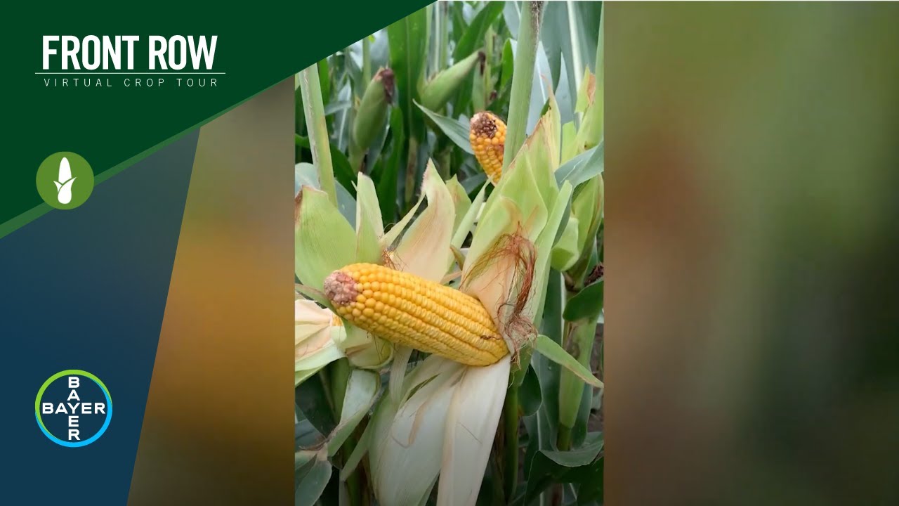 The Front Row: DEKALB® Corn Hybrid DKC35-37RIB with Excellent Emergence ...