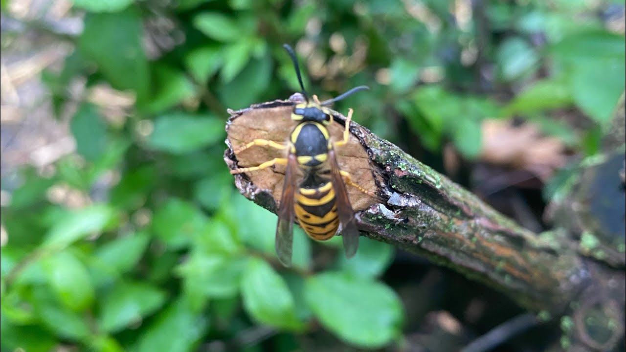 🍃 Grass edit | 9AM In Calabass X Glamorous | {CapCut edit} - YouTube