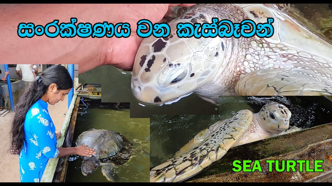 Conservation of sea turtles - YouTube