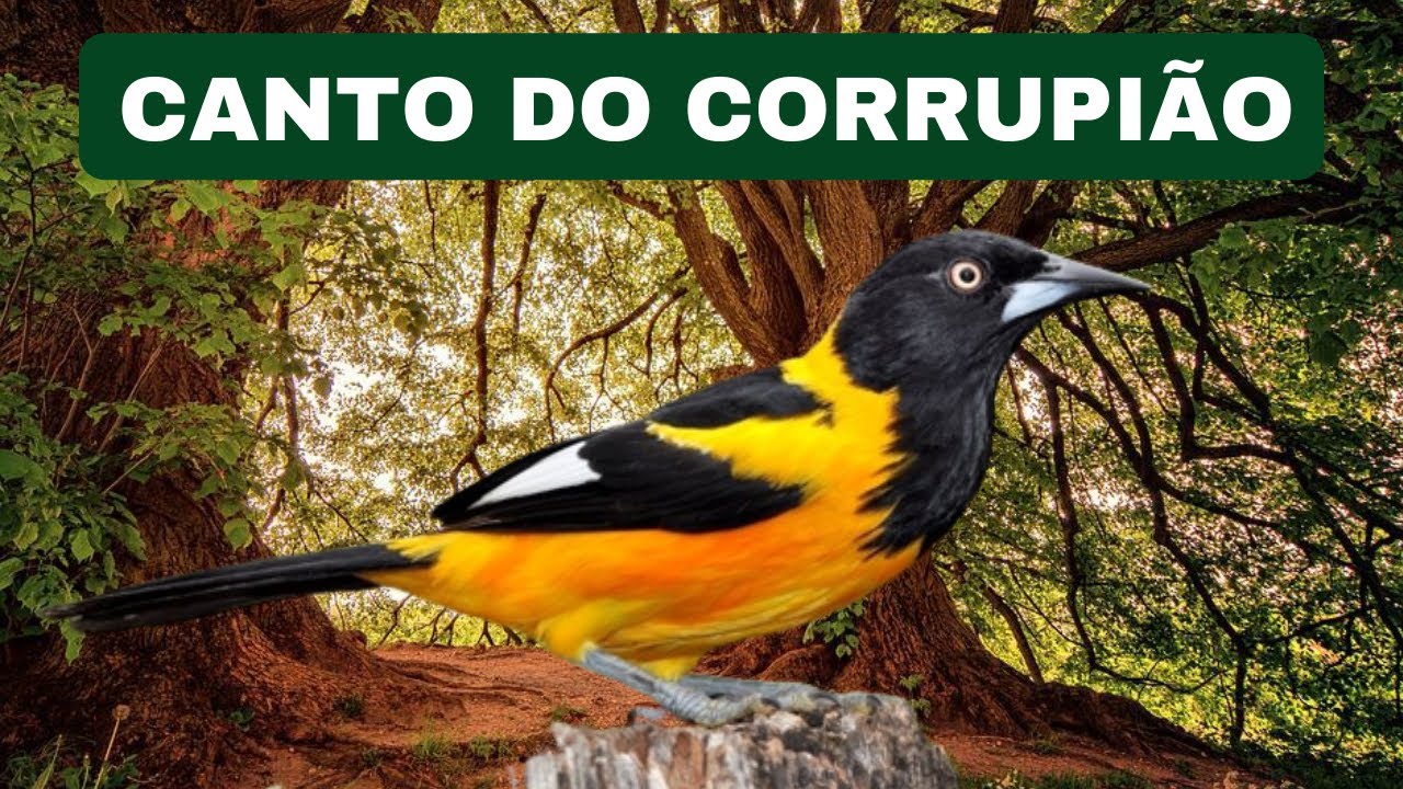 Canto Do Corrupião - Canto Do Corrupião Para Ensinar - Yellow Birds ...
