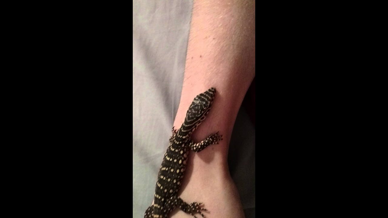 Nile monitor Buddy, back when he was a hatchling. - YouTube