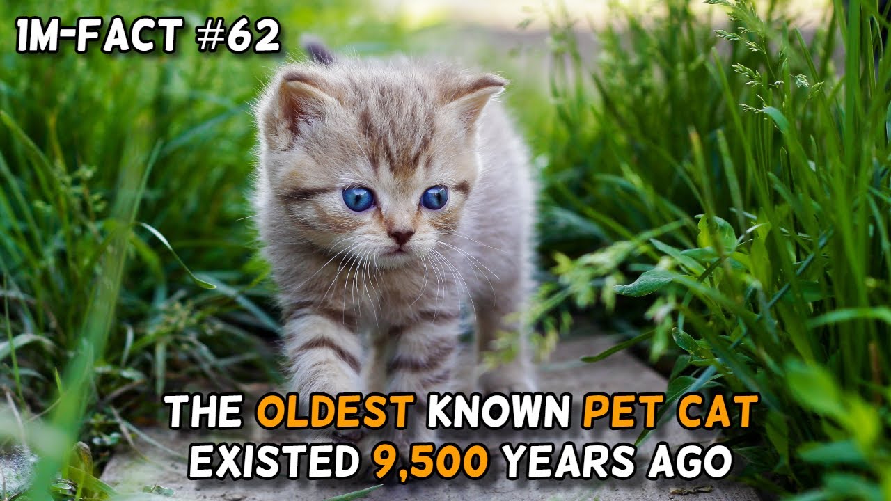 The oldest known pet cat existed 9,500 years ago | 1M-FACT #62 - YouTube