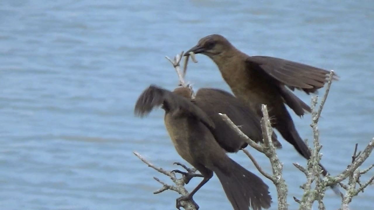 Fledgling Boat-tailed Grackle and Mother Viera Wetlands Florida - YouTube