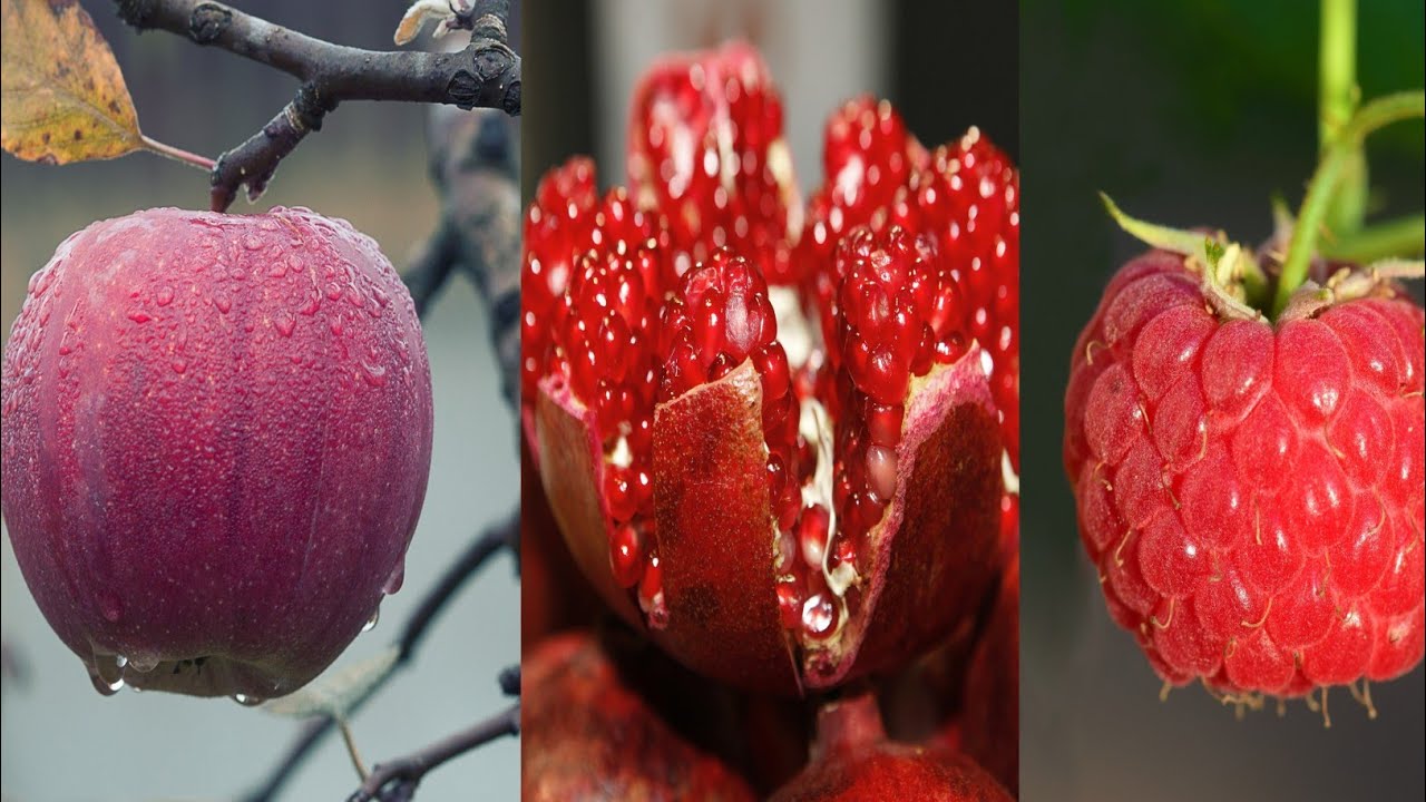 best fruit satisfying video | fruit cutting style | most satisfying ...