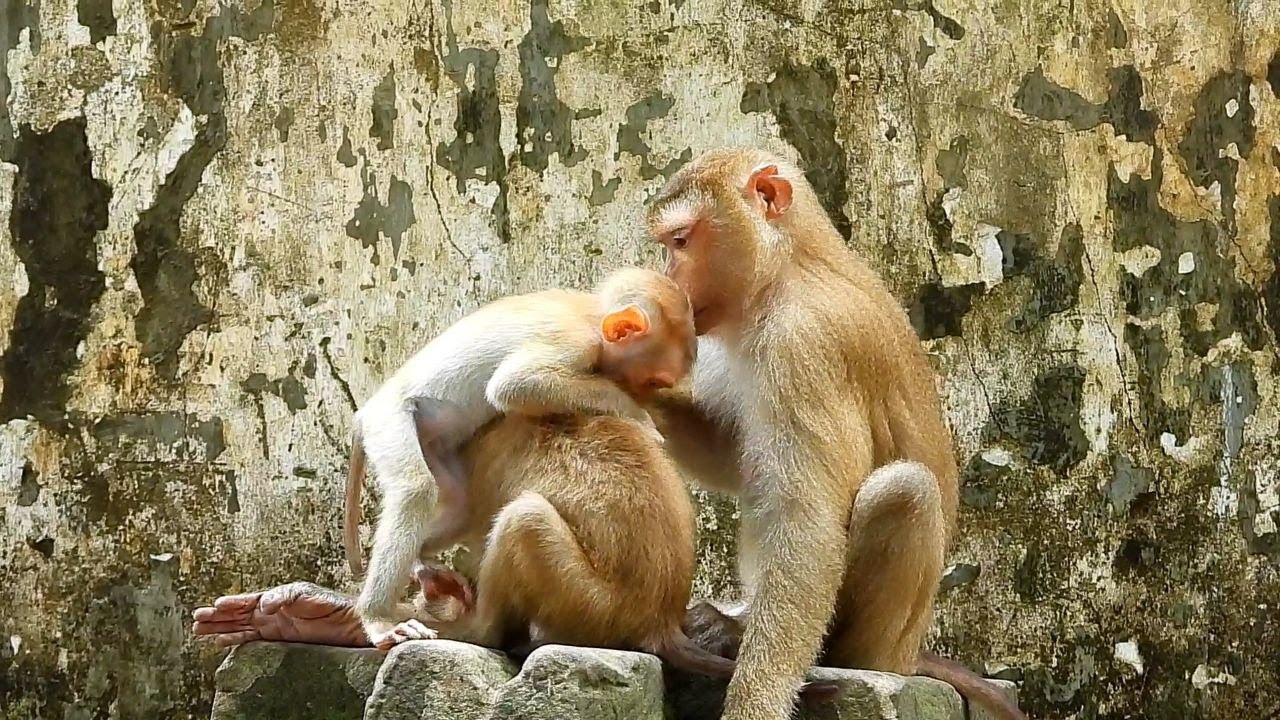 Lucie jealous Rainbow, Lucie Baby Monkey doesn't like mommy Luna ...