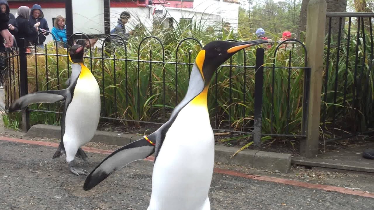 Penguins Edinburgh Zoo - YouTube