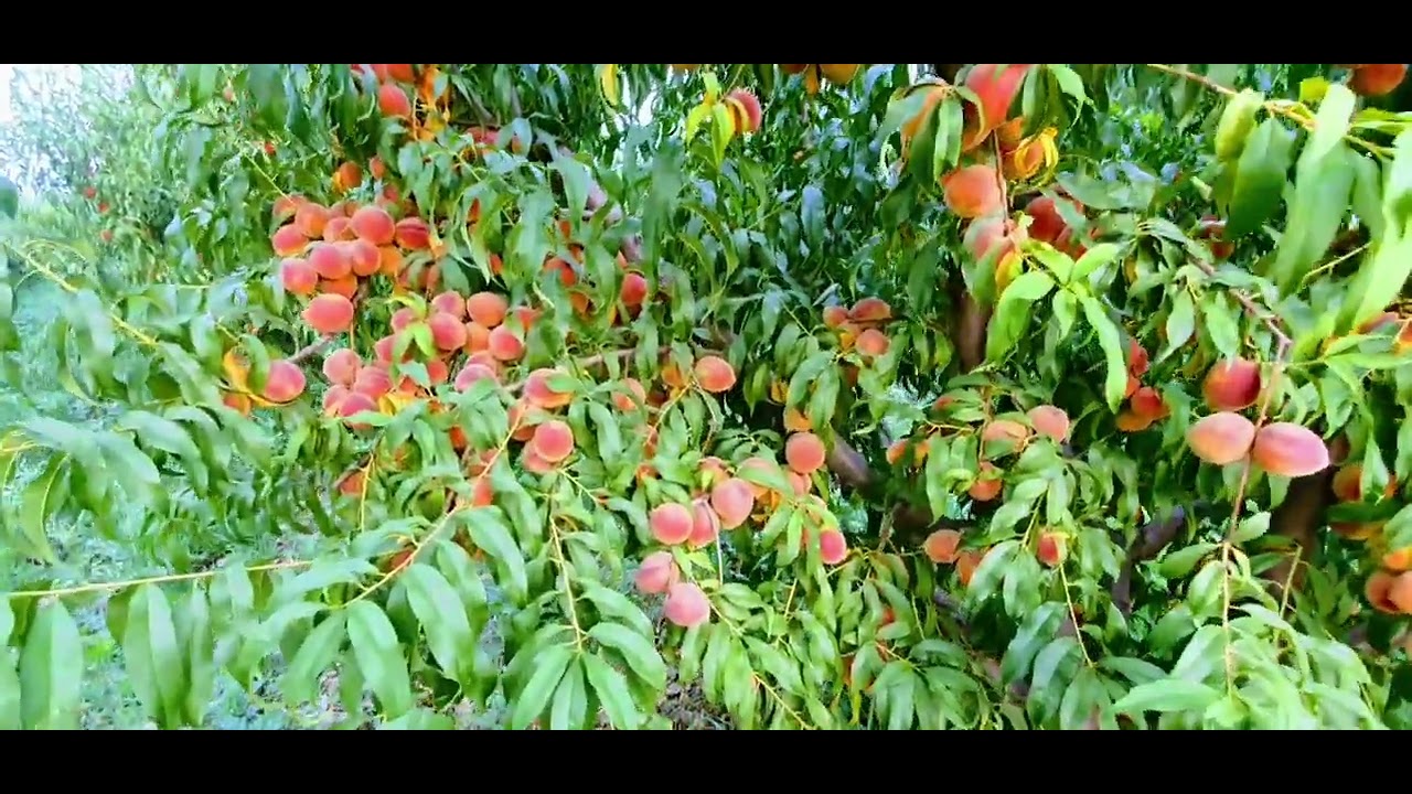 Swat Special Peach Forms - YouTube