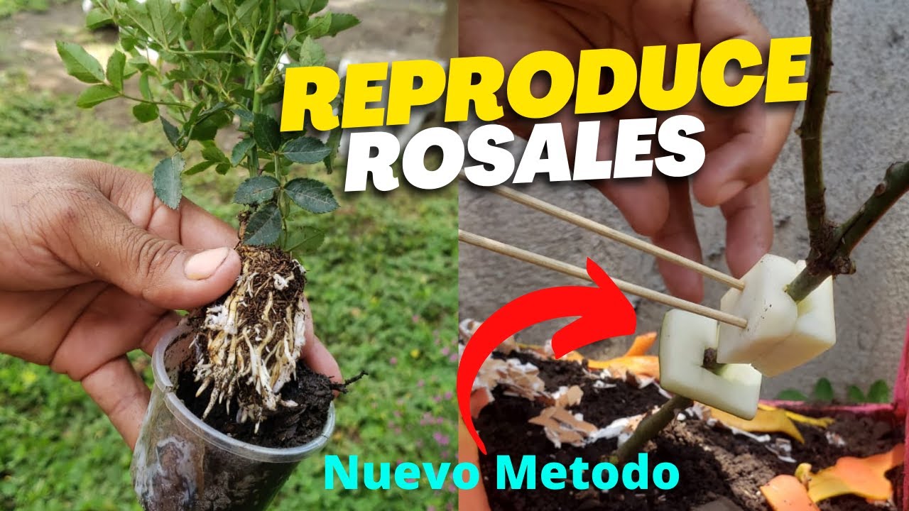 NUEVO Método REPRODUCE ROSALES de Manera RÁPIDA | Planta ROSAS con ...