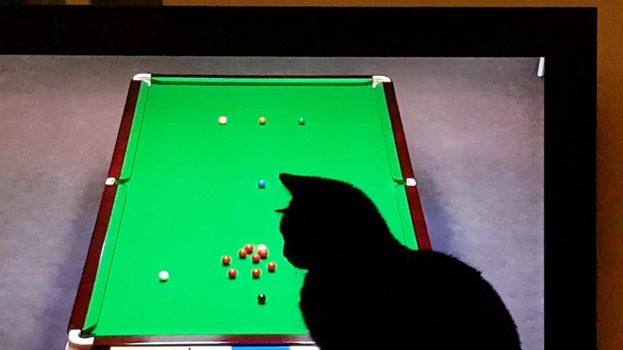Cat watching snooker on TV - YouTube