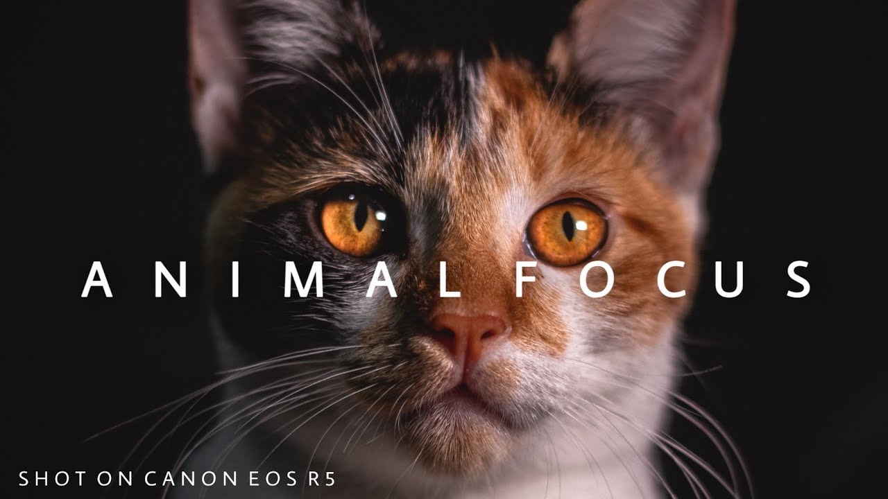 Canon EOS R5 AF ( Animal Focus ) Test - YouTube