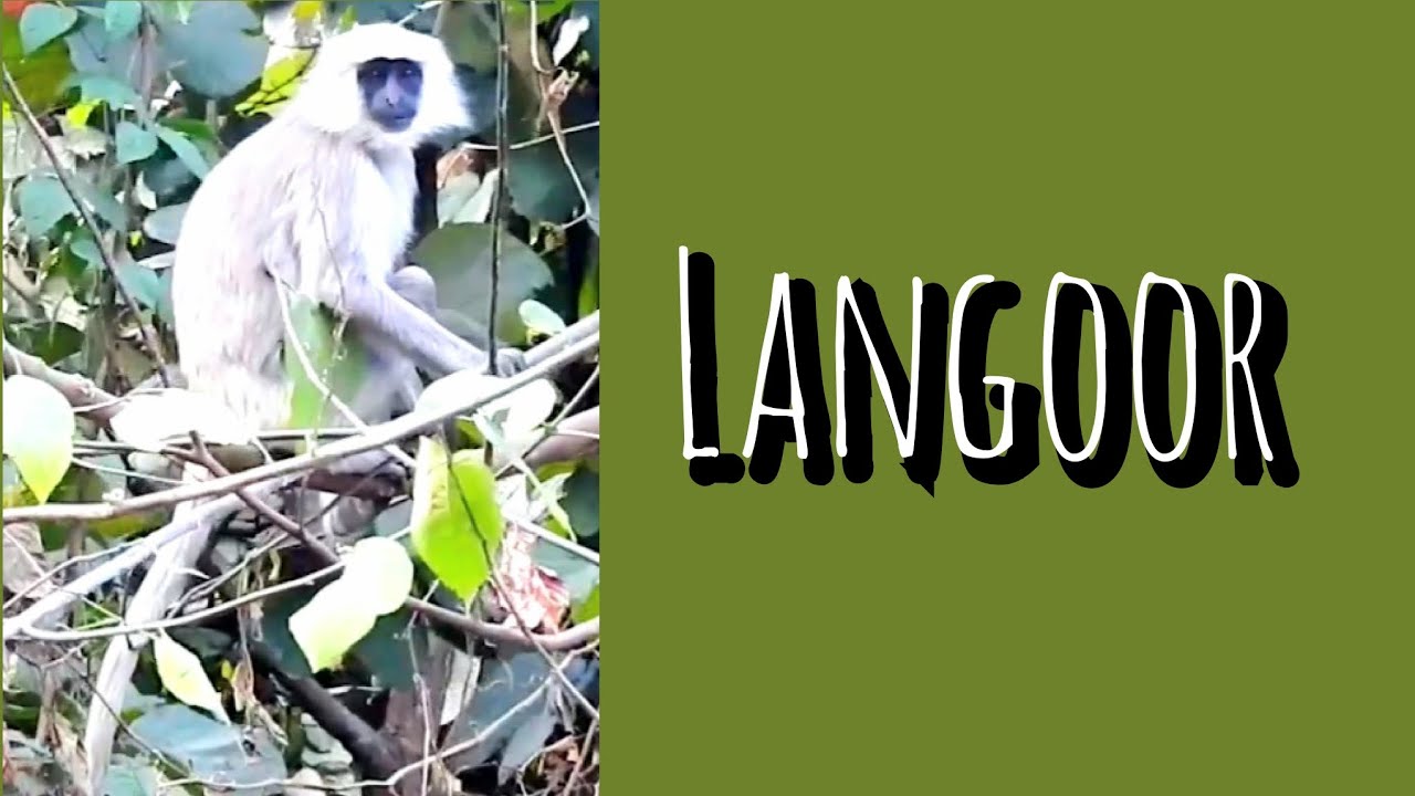 Langoor #nature #wildlifephotoghraphy #wildlife #animals #langoor - YouTube
