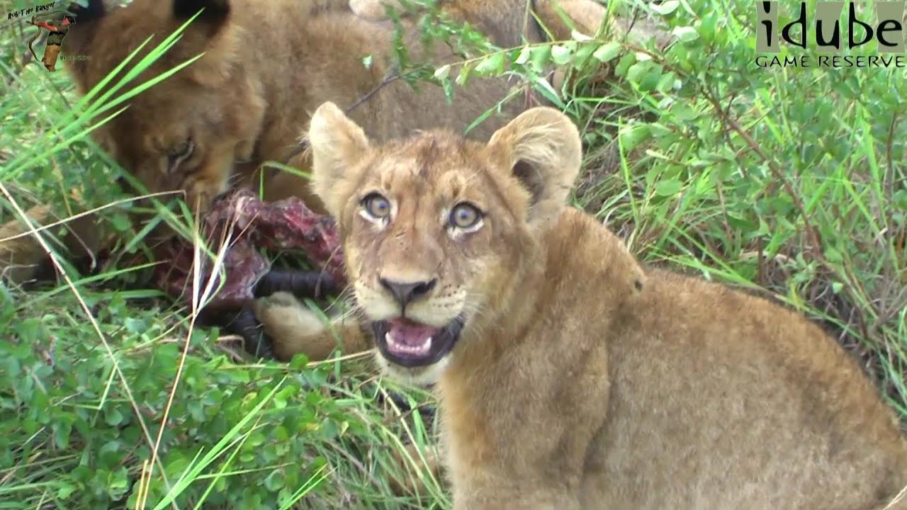 Lion Pride With Cubs And Some Leftovers From An Impala - YouTube