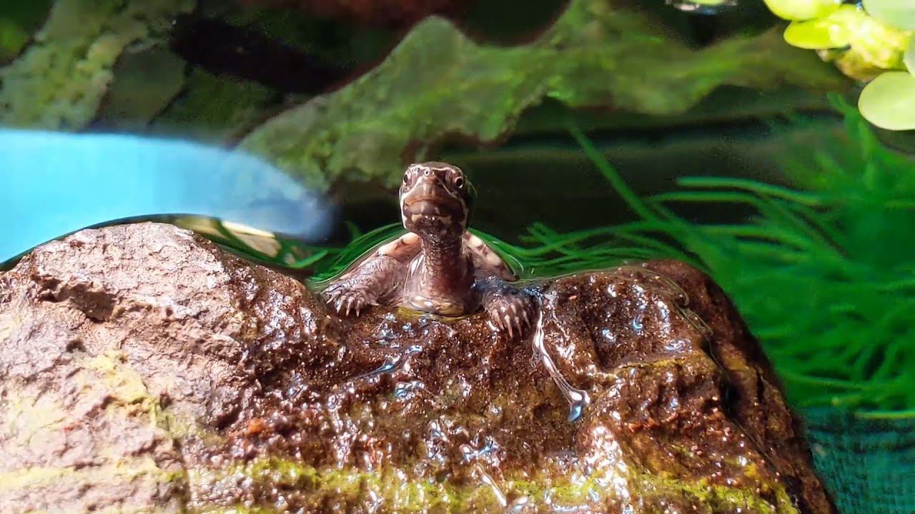Mud and Musk Turtle Hatchling Aquarium Update 2021 - YouTube