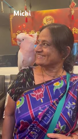 Michi#parrot#bird lovers#ut stidio - YouTube