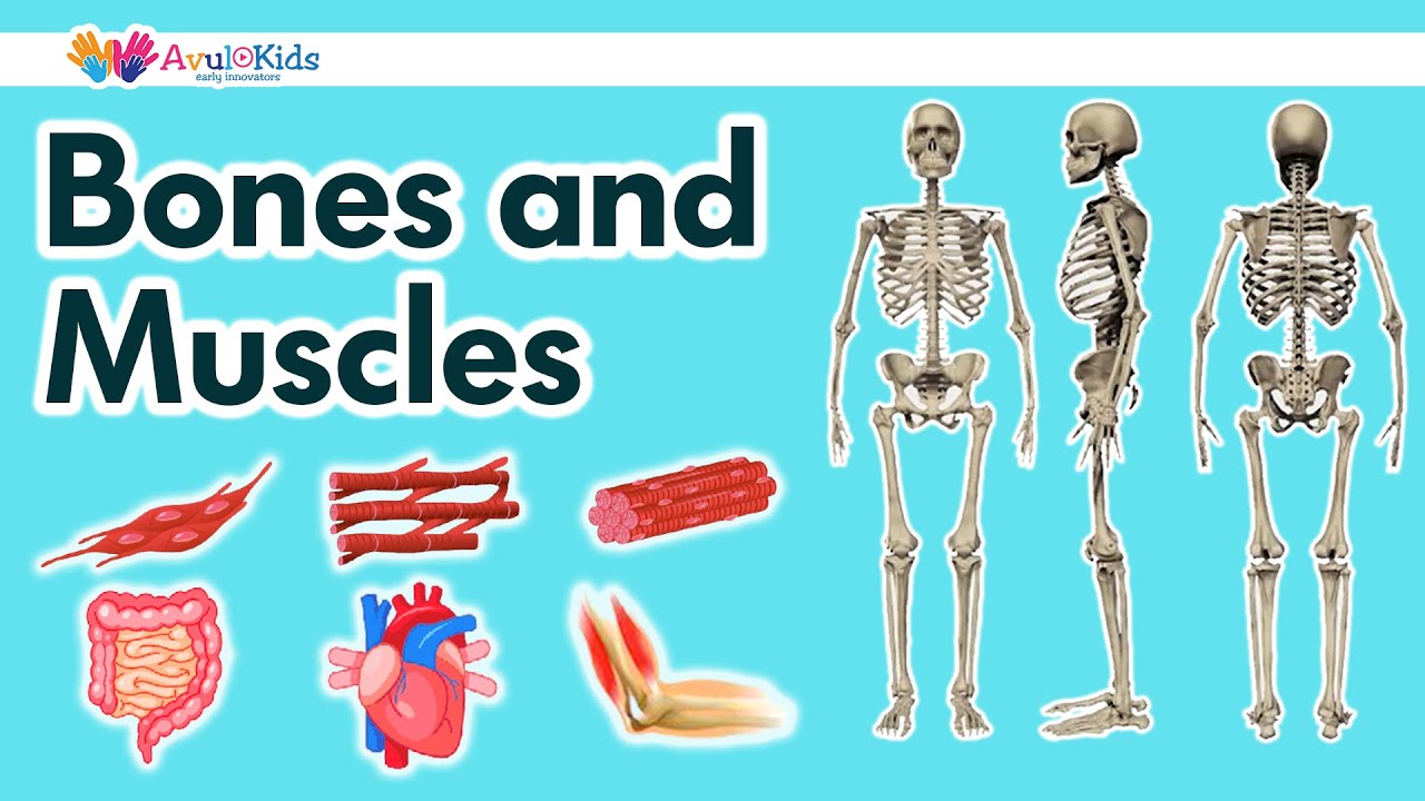 Bones and Muscles| Learn Videos for Kids - YouTube