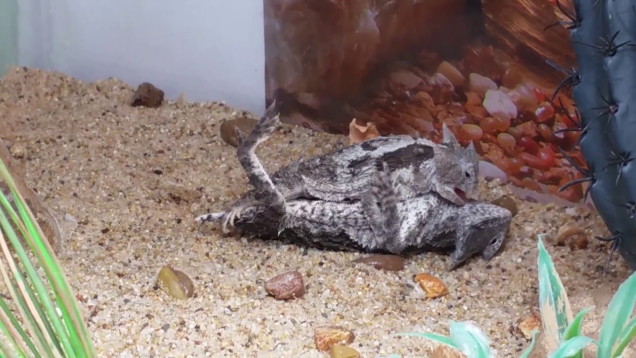 Mexican bull horned lizards (phrynosoma taurus) in unusual breeding ...