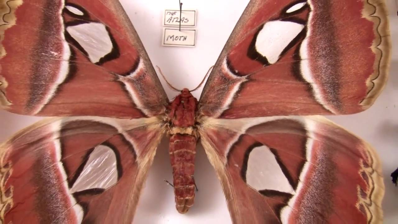 World's Largest Moth (Atlas) at the LANHM 2010 Insect Fair 720p HD ...