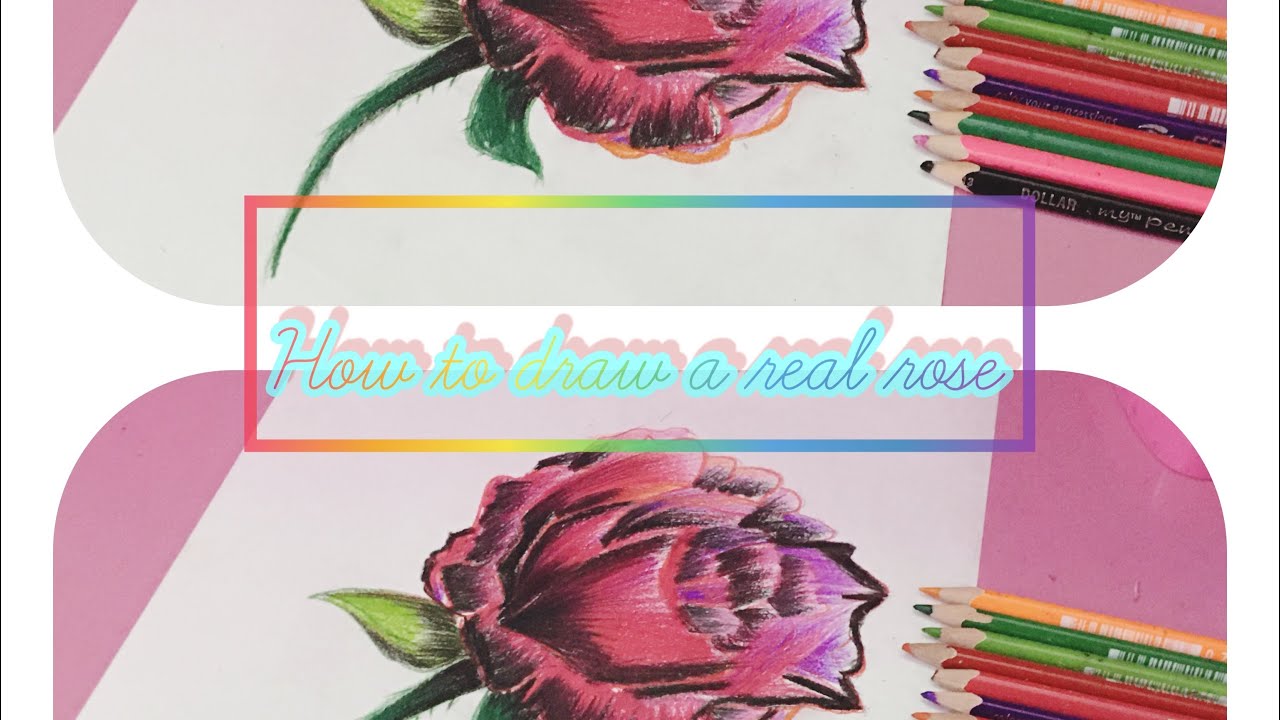 How to draw a real rose 🌹 flower with colour ||Step by step || art ...