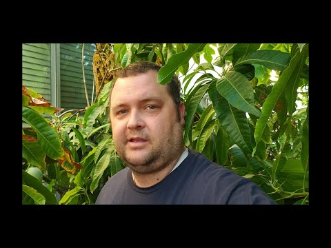 Kathy Mango Harvest and tasting (Arizona Grown)