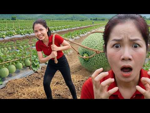 Harvesting 1000+ Sweet Green Melons | Transporting Them to Market for Sale | Hana Market