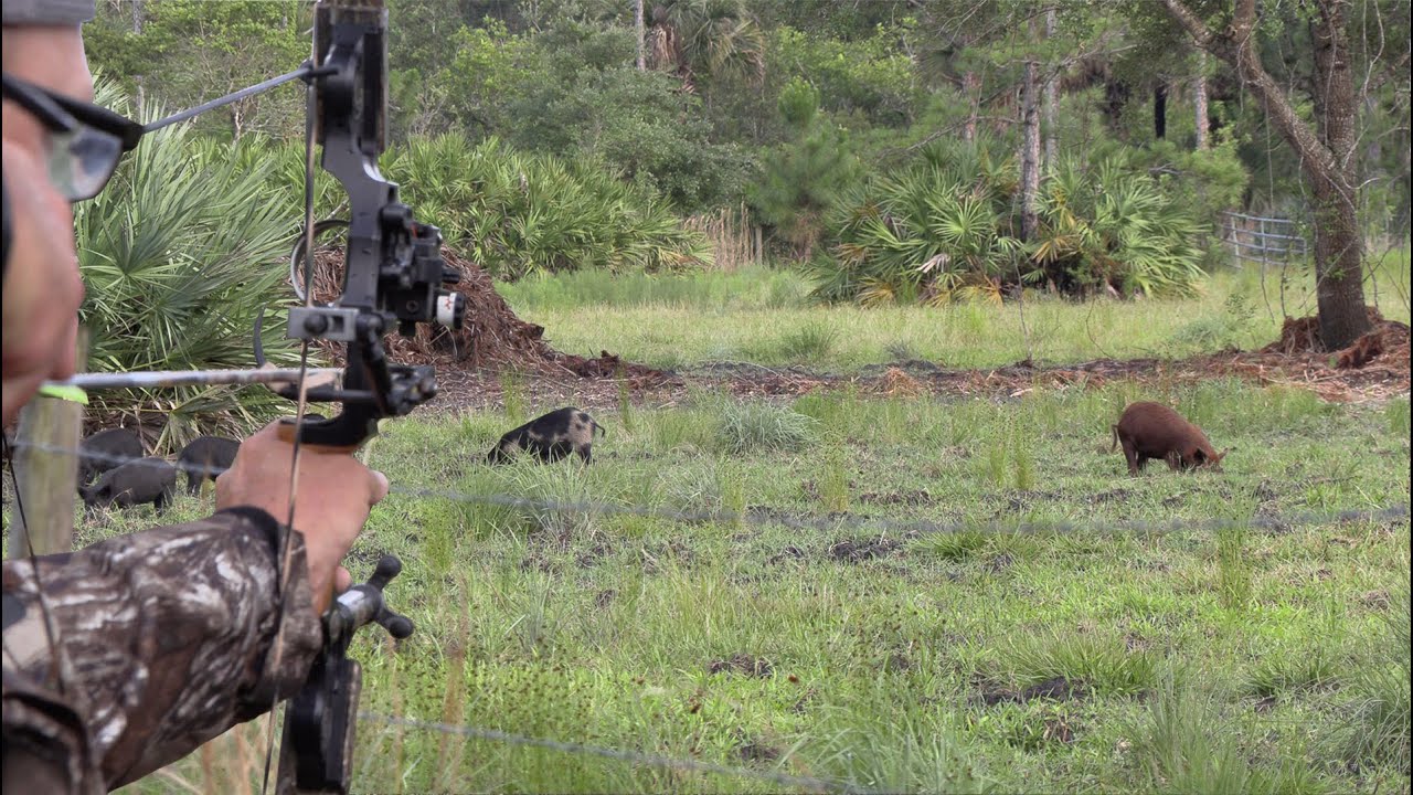 Wild Boar Spot n' Stalk with my 20 year old BOW!!! {Catch Clean Cook ...