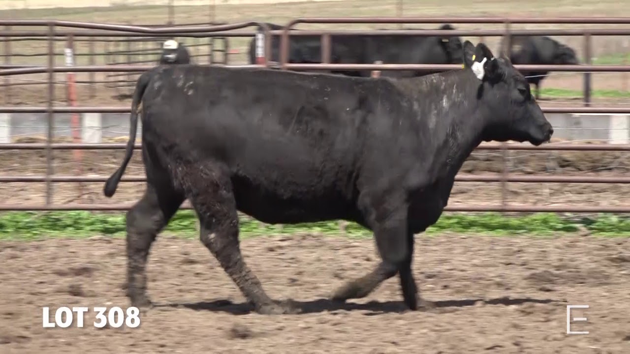 Ogden Angus Ranch LOT 308 - YouTube