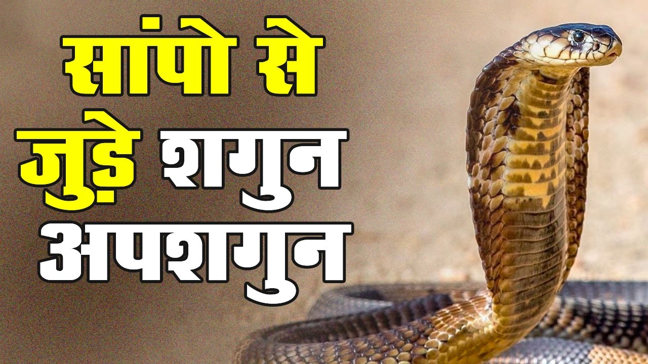 सांपो से जुड़े शगुन-अपशगुन || Omen, bad omen associated with the snakes ...