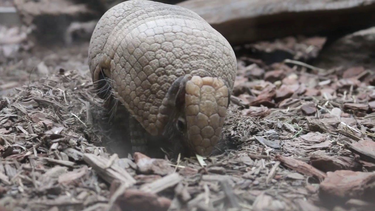 Three Banded Armadillo (DC National Zoo) - YouTube