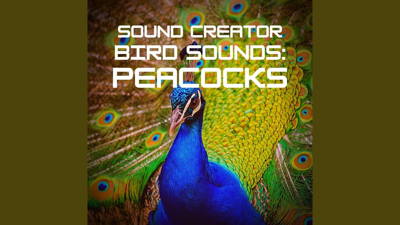 Peacock Voice - YouTube
