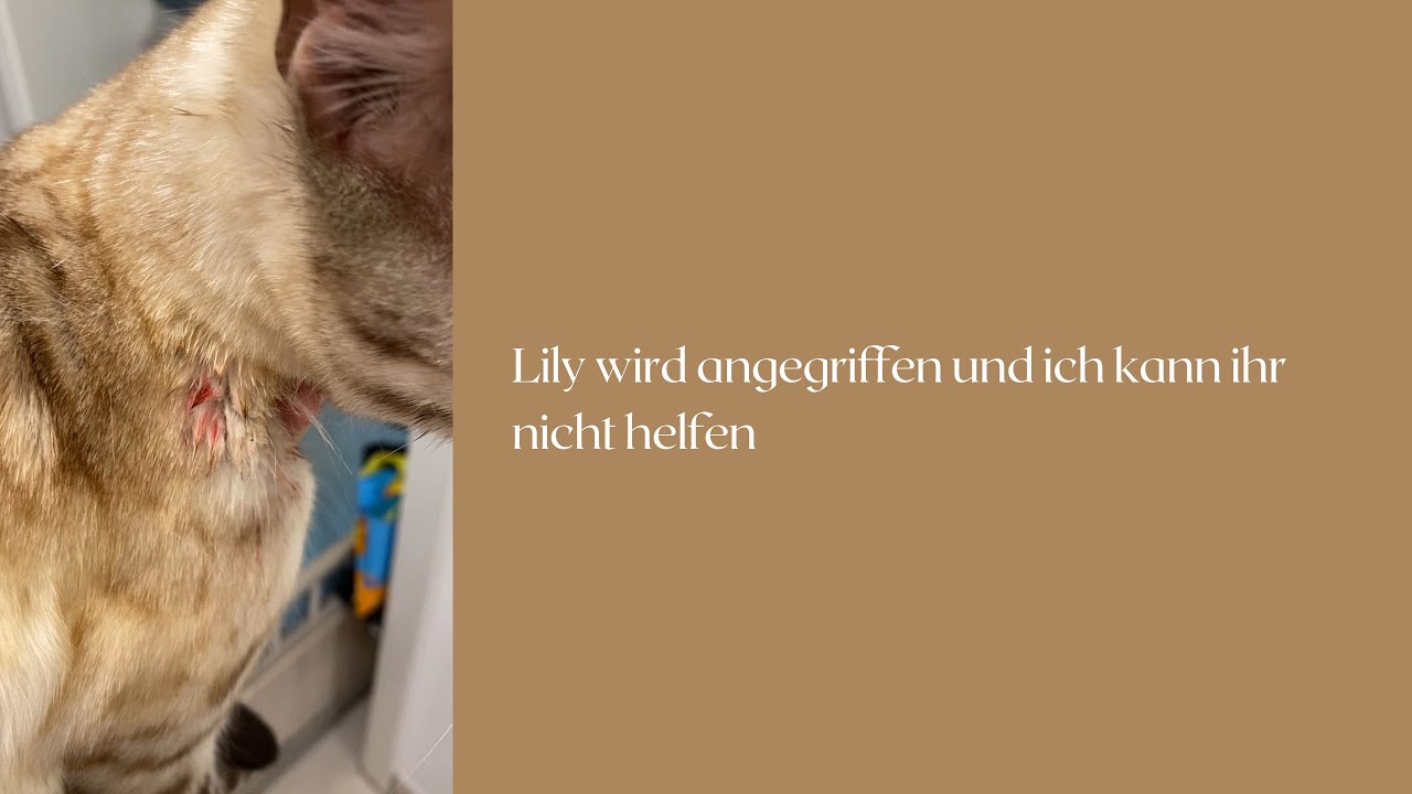 Lily wird angegriffen und ich kann ihr nicht helfen #katze #bengalkatze ...