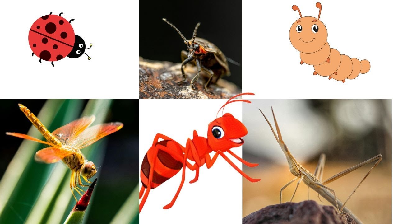 It's a Bug Party! Meet the Most AMAZING Tiny Creatures! - YouTube