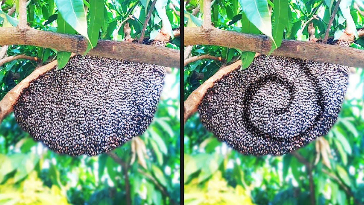 Beehive That Changes Every Second - YouTube