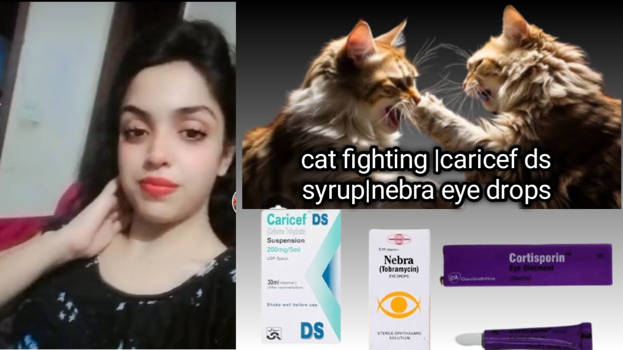 cat fighting |caricef ds syrup|nebra eye drops - YouTube