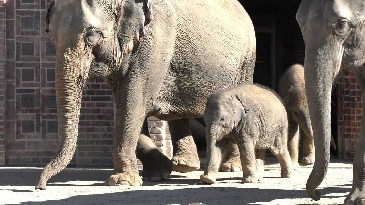 Elephants,three baby elephants,outside,Zoo Leipzig,Zoo Videos, zoo baby ...