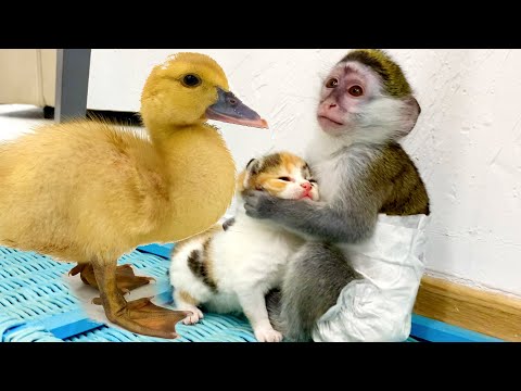 Ördek yavruları maymun Susie'yi öper