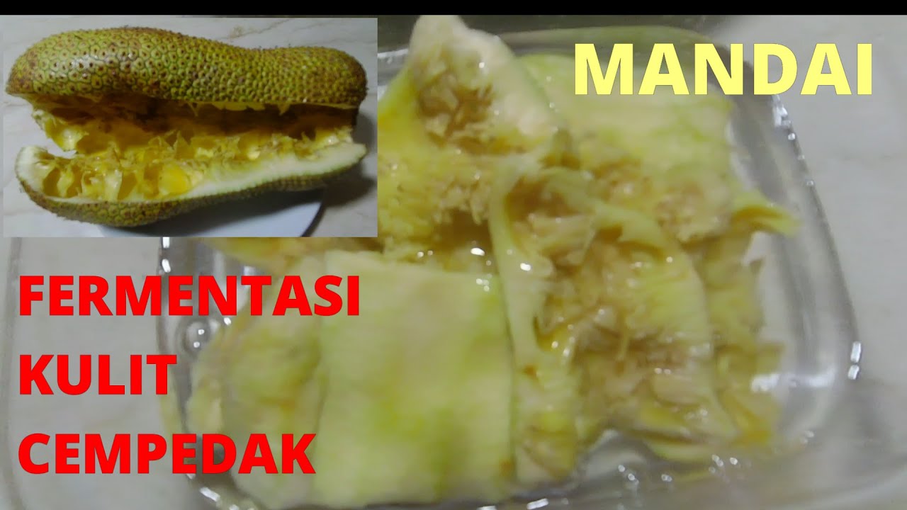 PROSES PEMBUATAN MANDAI // FERMENTASI KULIT CEMPEDAK - YouTube
