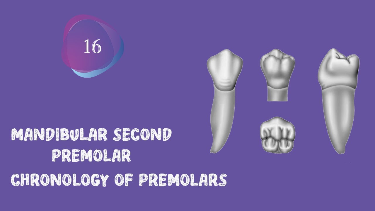 Dental anatomy "morphology" 16 (Mandibular second premolar& chronology ...