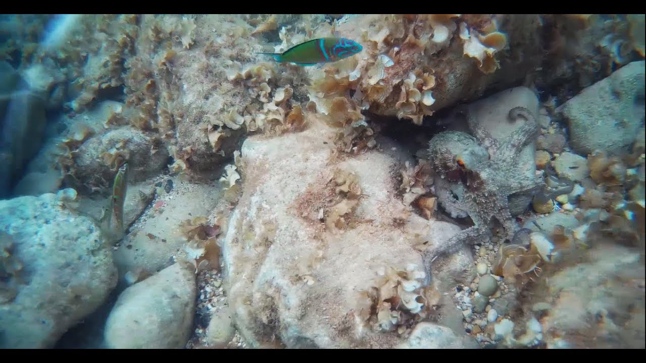 SNORKELING - Greece (Corfu) - YouTube