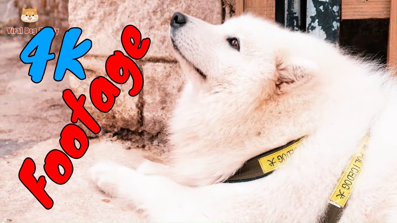 4K Quality Animal Footage - Dogs and Puppies Beautiful Scenes Episode ...