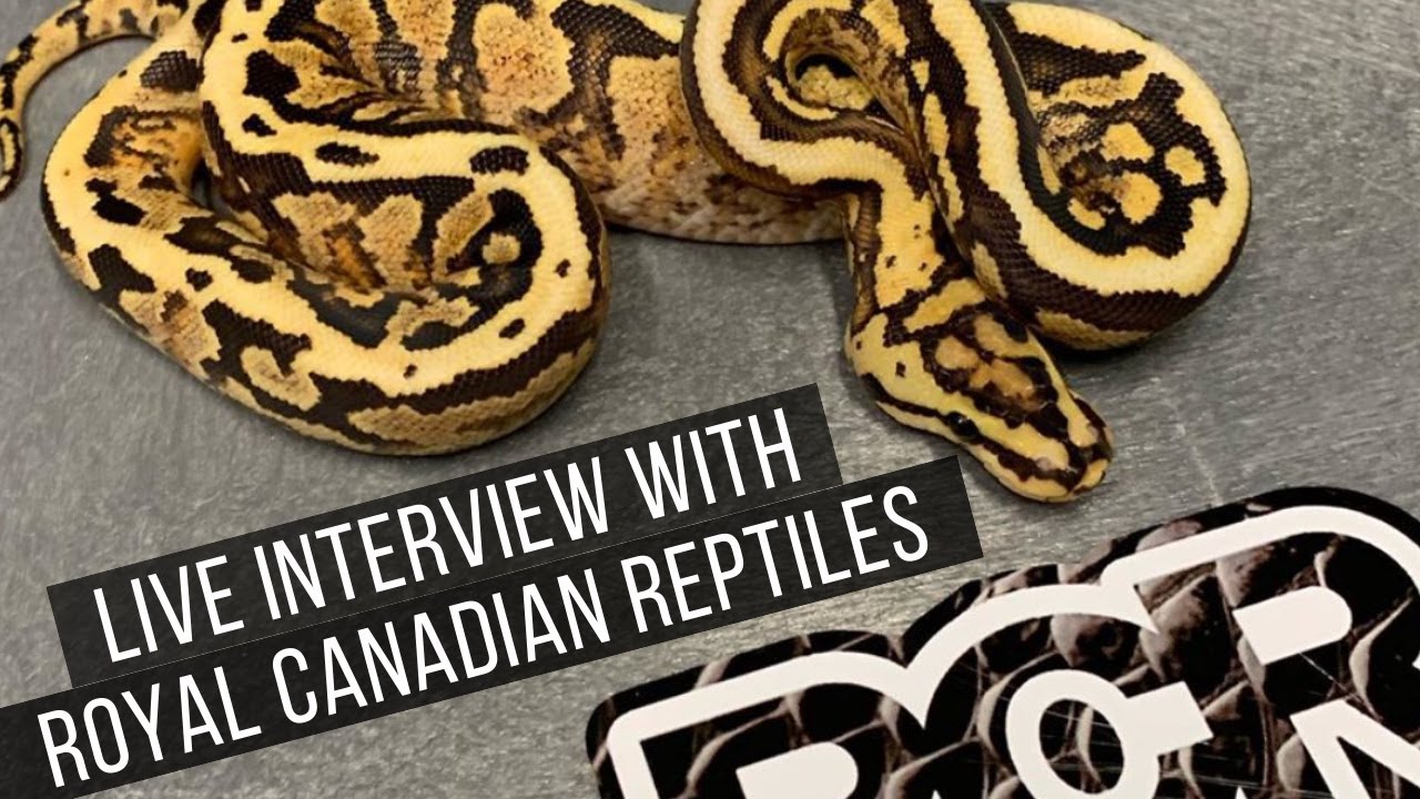 Lets Go Live With Royal Canadian Reptiles!!! - YouTube