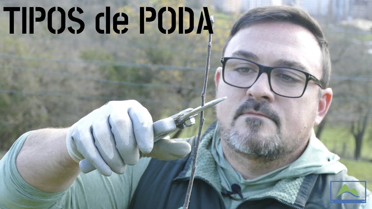 4 tipos de PODA que debes APLICAR en tus árboles FRUTALES - YouTube