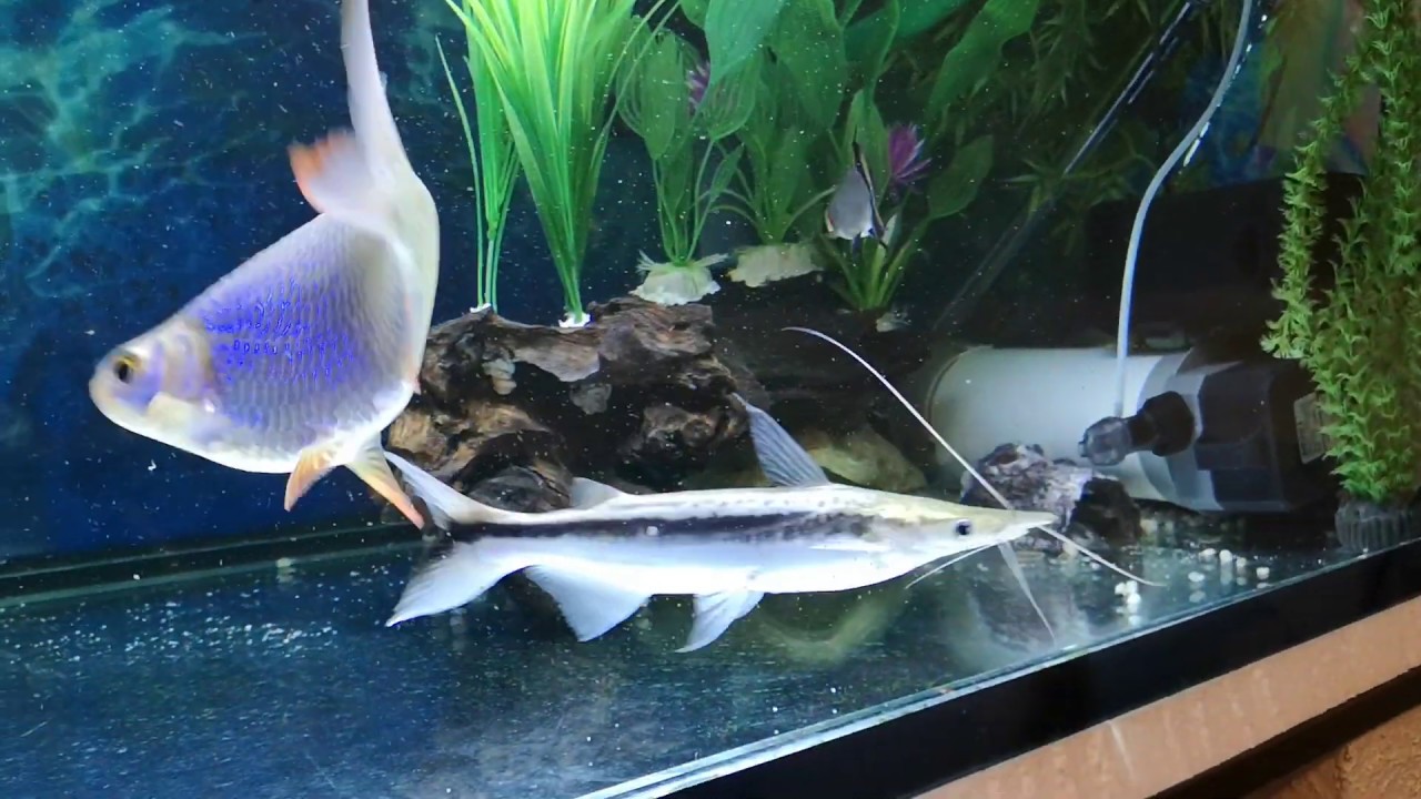 Sorubim lima shovelnose and Calophysus macropterus catfish tank - YouTube