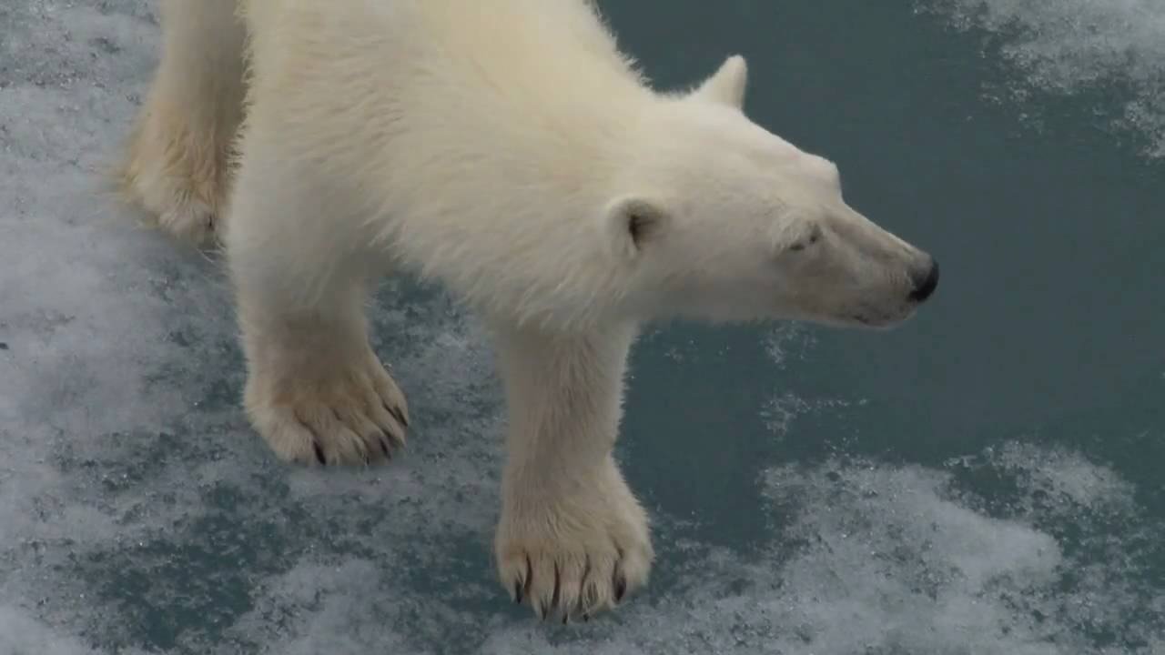 Polar bear touches our ship - YouTube