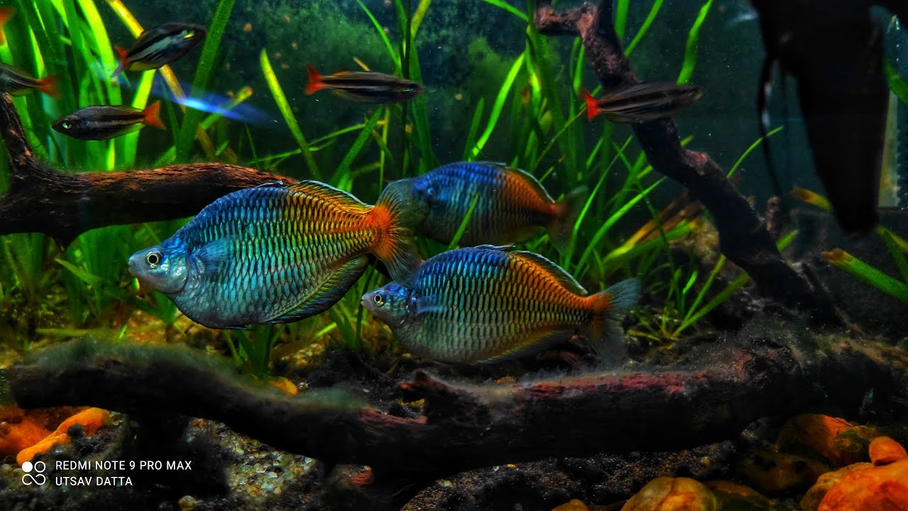 Boeseman Rainbow Fish Tank #UDFishroom - YouTube