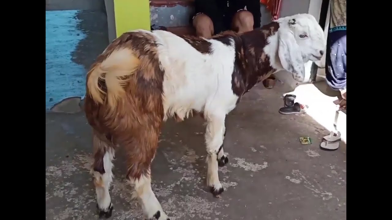 Gujri bakra | Jaipur bakra Mandi ke bakre - YouTube