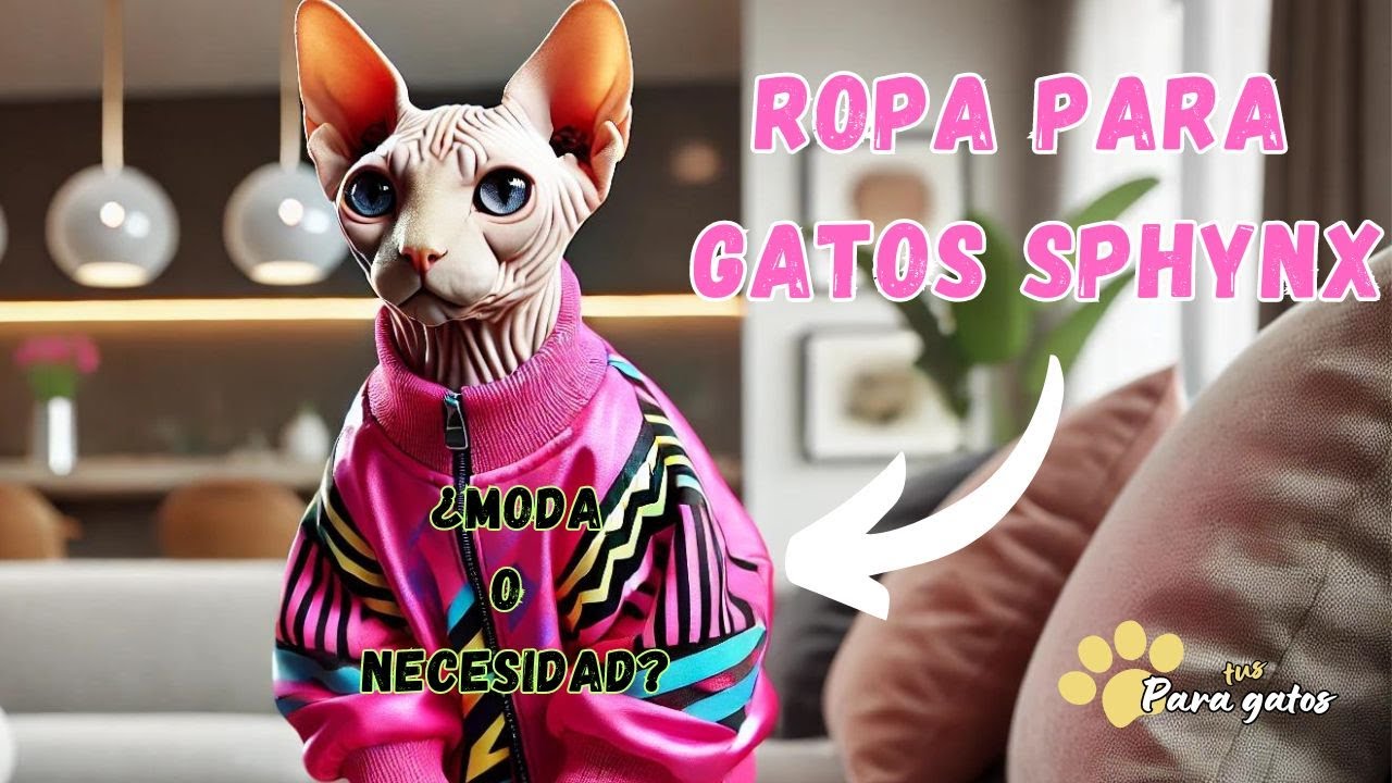 Ropa para gatos Sphynx 😺 ¿Necesaria o moda? ️ Consejos para elegir la ...